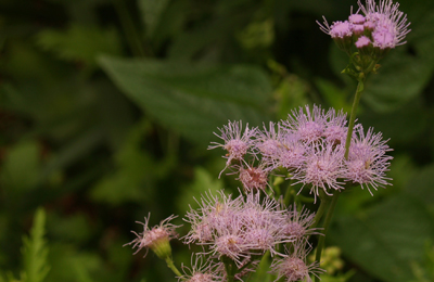 Gregg’s Blue Mist Flower | Central Texas Gardener