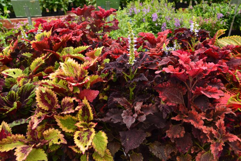 Coleus | Central Texas Gardener