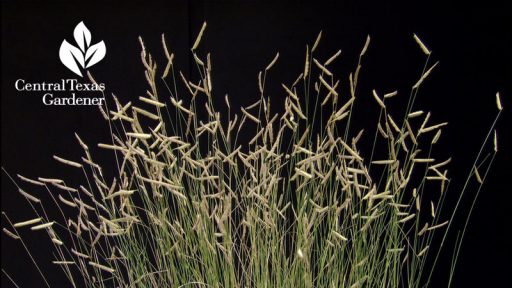 Grow a Bunch of Native Grasses & Sedges! | Central Texas Gardener