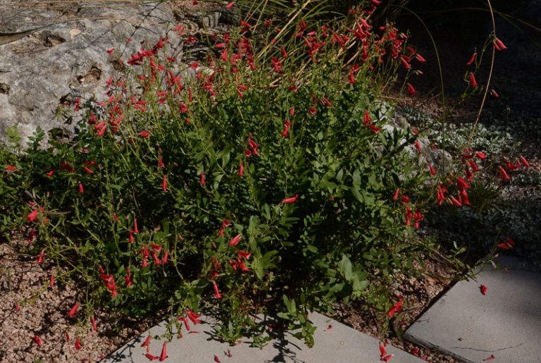 Rock Penstemon | Central Texas Gardener