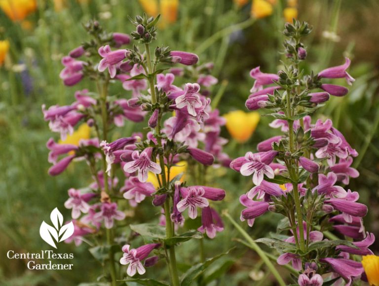 Rustling Up Roses and Design Ideas | Central Texas Gardener