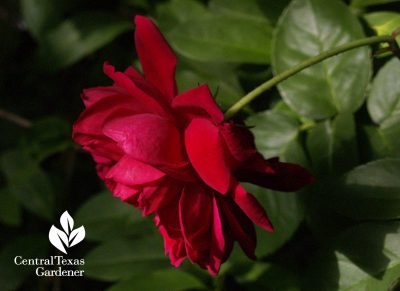 Rustling Up Roses and Design Ideas | Central Texas Gardener