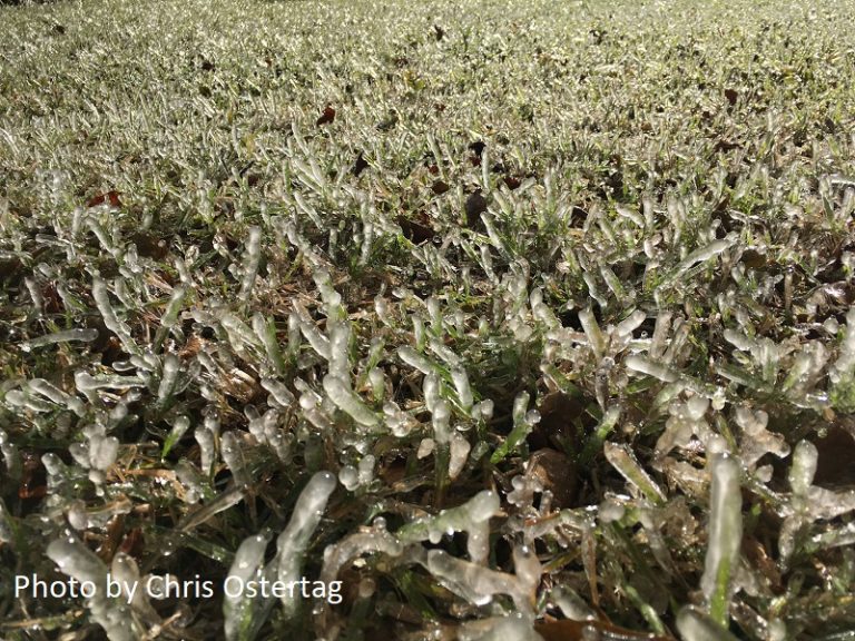 Rustling Up Roses and Design Ideas | Central Texas Gardener