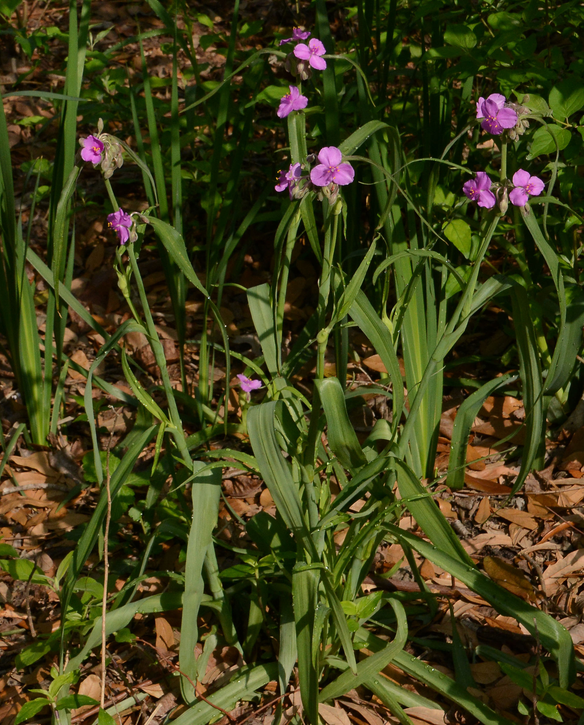 Giant Spiderwort Central Texas Gardener