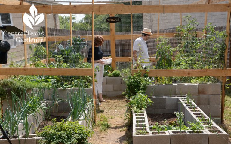 Super Foods, Super Cinder Block Vegetable Garden | Central Texas Gardener