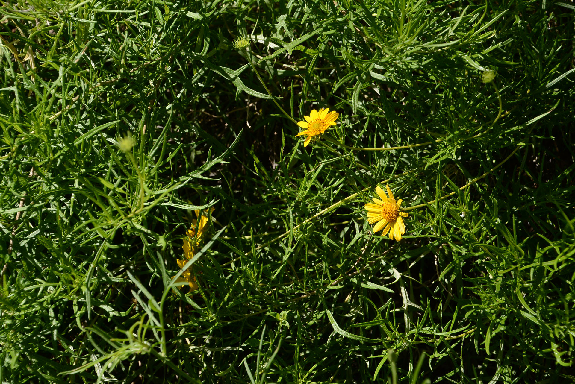 Skeleton-leaf Goldeneye | Central Texas Gardener