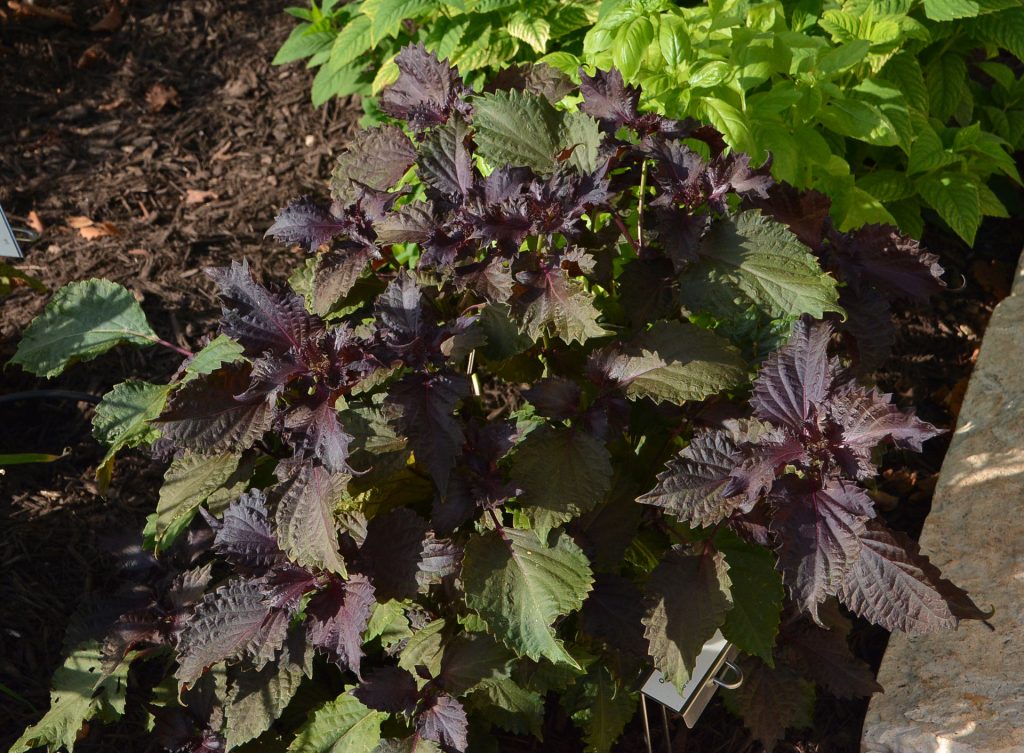 Purple Basil | Central Texas Gardener