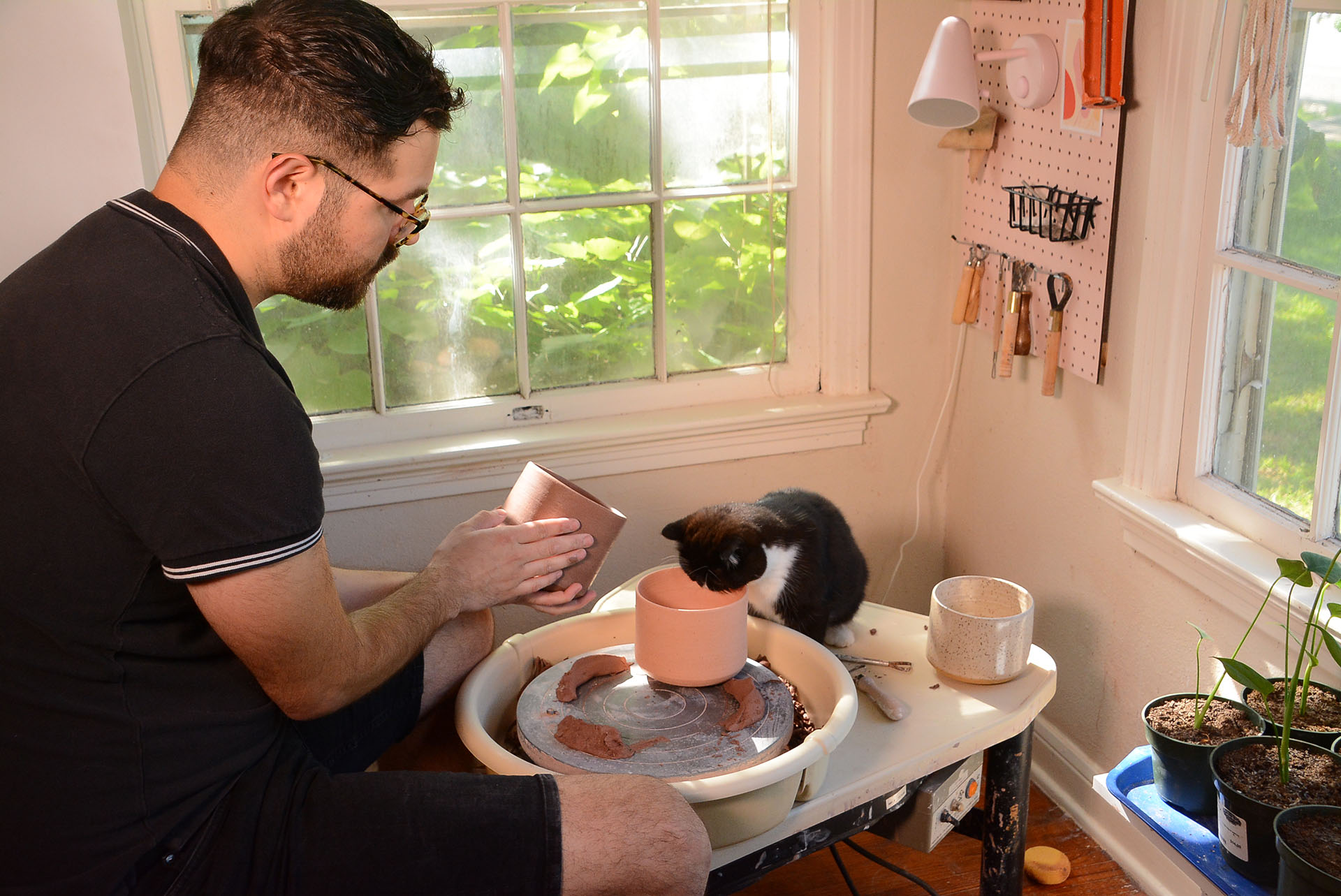 Monterrey Oak Central Texas Gardener