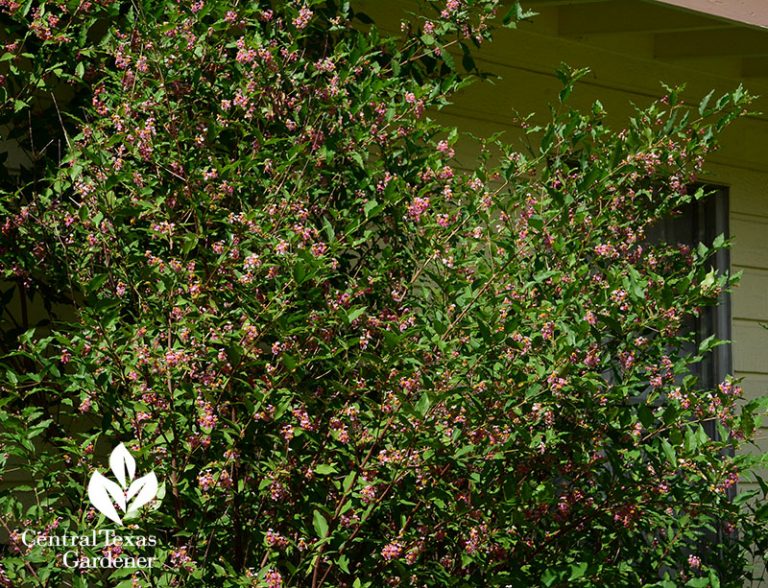 Barbados Cherry | Central Texas Gardener