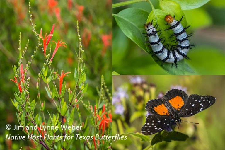 Flame acanthus | Central Texas Gardener