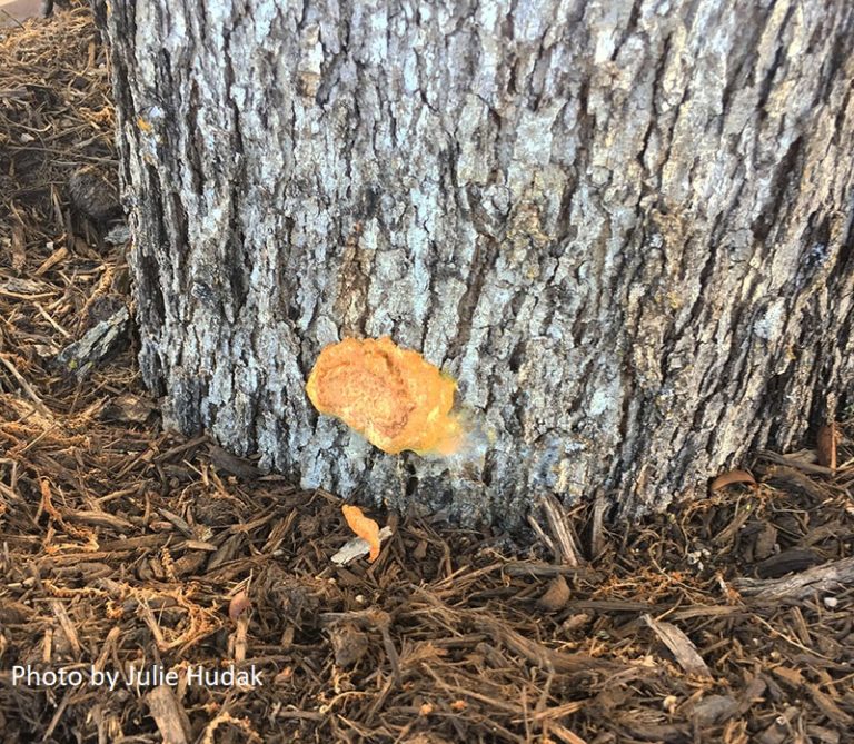 Native Trees + Saving Pease Park | Central Texas Gardener