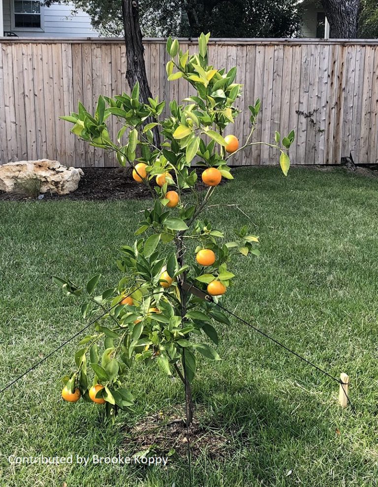 Finding comfort in & from the garden | Central Texas Gardener