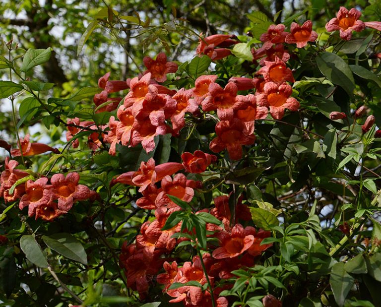 Crossvine | Central Texas Gardener