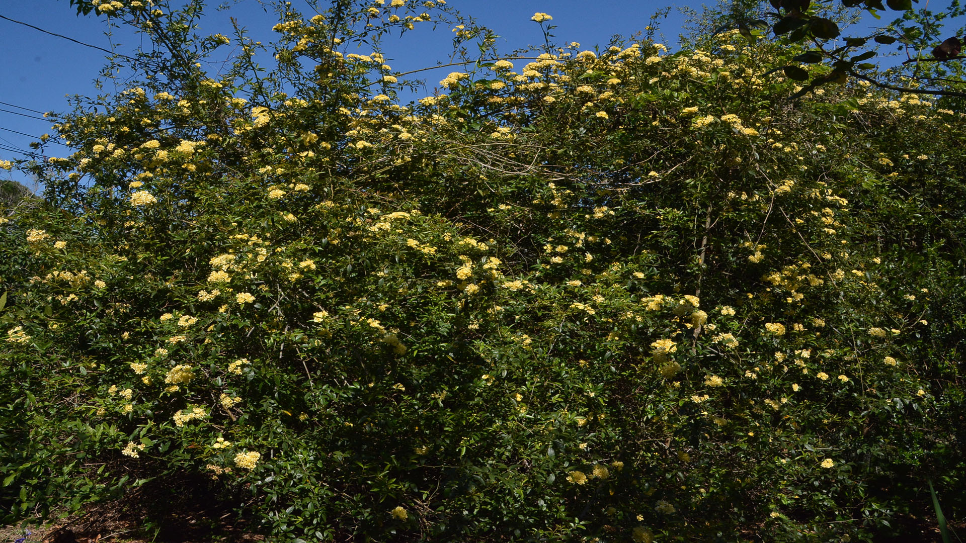Lady Banks Rose | Central Texas Gardener
