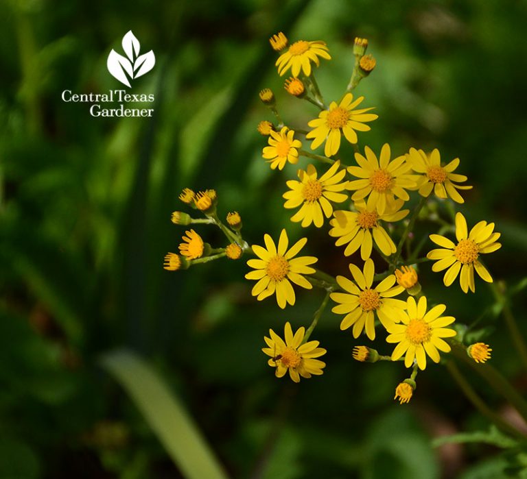 Gorgeous Garden Style in Drought | Central Texas Gardener
