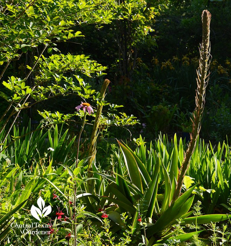 Dry Creek & Ravine Waterfall Design, Sedge Lawn, Wimberley Gardens ...