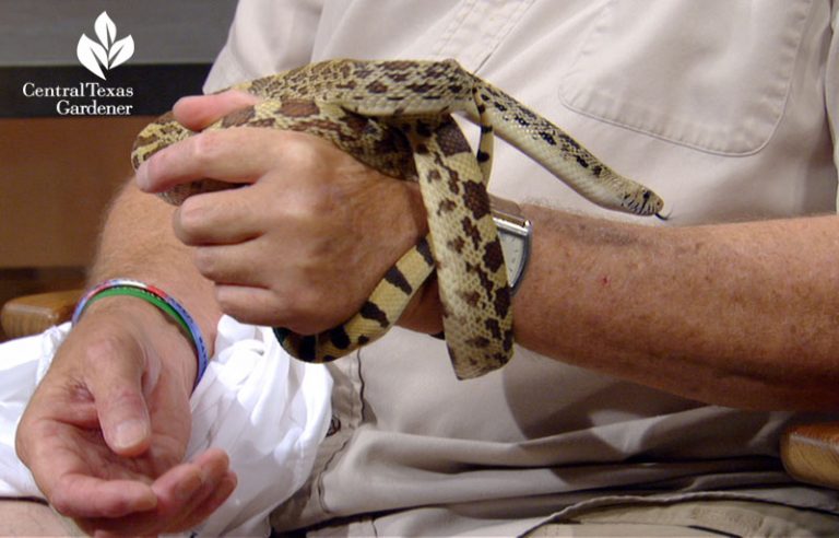 Debunking Snake Myths, Mint Melon Gazpacho, Fruit Tree Problems ...