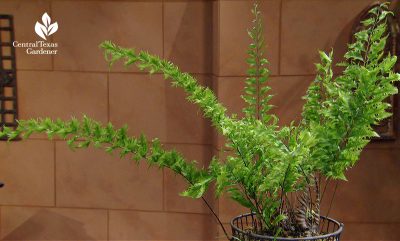 Fawning Over Ferns | Central Texas Gardener