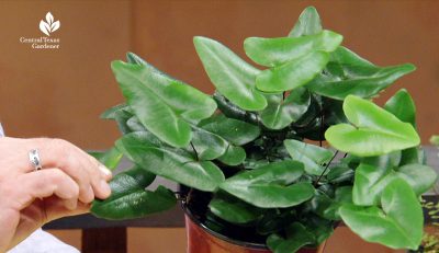 Fawning Over Ferns | Central Texas Gardener