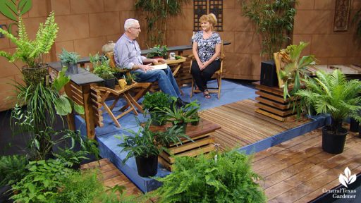 Fawning Over Ferns | Central Texas Gardener