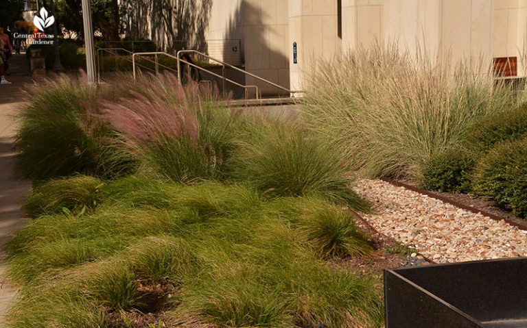 Grow a Bunch of Native Grasses & Sedges! | Central Texas Gardener