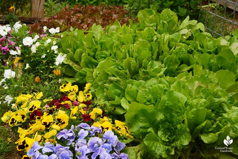 Plant Passionate: Panayoti Kelaidis | Central Texas Gardener