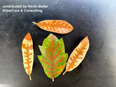 Tasty Ideas In Old Garden Oak Wilt Central Texas Gardener