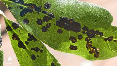 Tasty Ideas In Old Garden Oak Wilt Central Texas Gardener