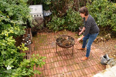 Tasty Ideas In Old Garden Oak Wilt Central Texas Gardener