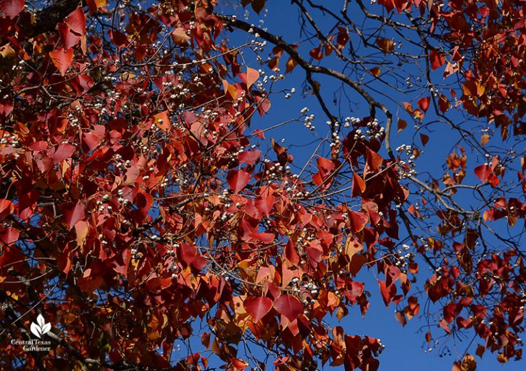 Invasive Species Dilemma | Central Texas Gardener