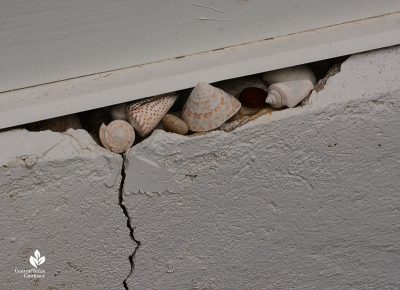 Tasty Ideas In Old Garden Oak Wilt Central Texas Gardener