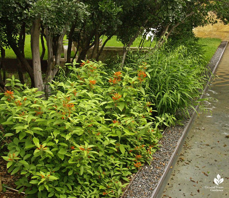 Mexican Honeysuckle | Central Texas Gardener