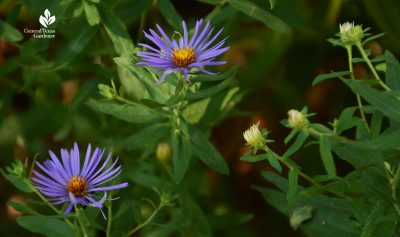 Garden Distractions Working From Home! | Central Texas Gardener