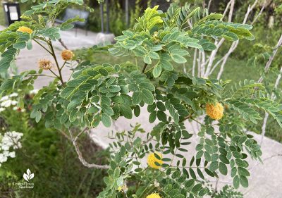 Garden Distractions Working From Home! | Central Texas Gardener