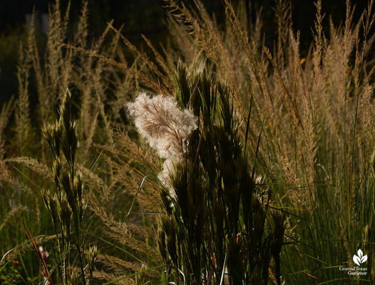 Grow a Bunch of Native Grasses & Sedges! | Central Texas Gardener