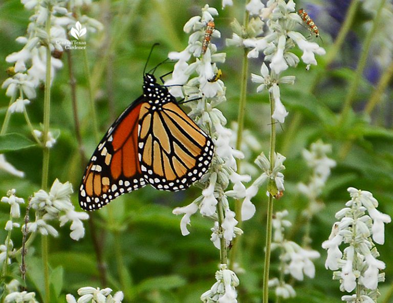 Habitat & More: Monarch Butterfly and Pollinator Festival | Central ...