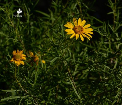 Skeleton-Leaf Goldeneye | Central Texas Gardener