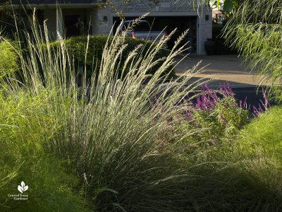 Grow a Bunch of Native Grasses & Sedges! | Central Texas Gardener