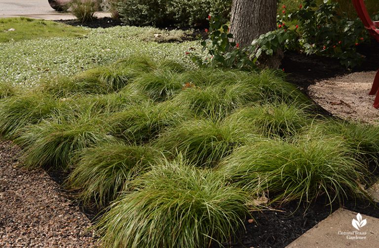 Grow a Bunch of Native Grasses & Sedges! | Central Texas Gardener