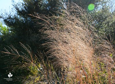 Grow a Bunch of Native Grasses & Sedges! | Central Texas Gardener