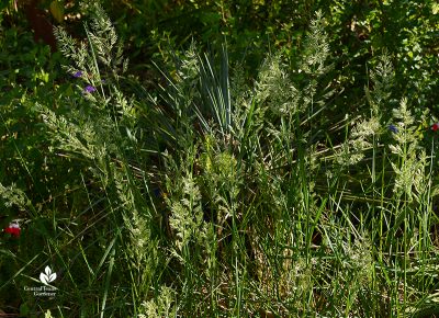 Grow a Bunch of Native Grasses & Sedges! | Central Texas Gardener
