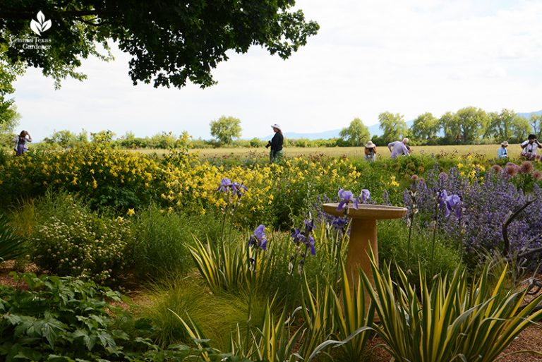 Tiny Plants for Big Tastes with Jen McGuinness! | Central Texas Gardener