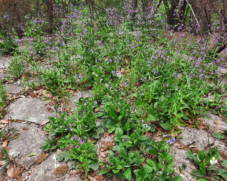 Navigating Native Plants | Central Texas Gardener