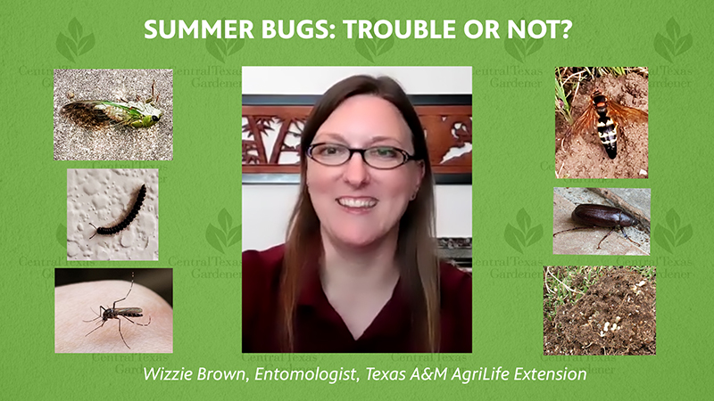 Summer Bugs: Trouble or Not? | Central Texas Gardener