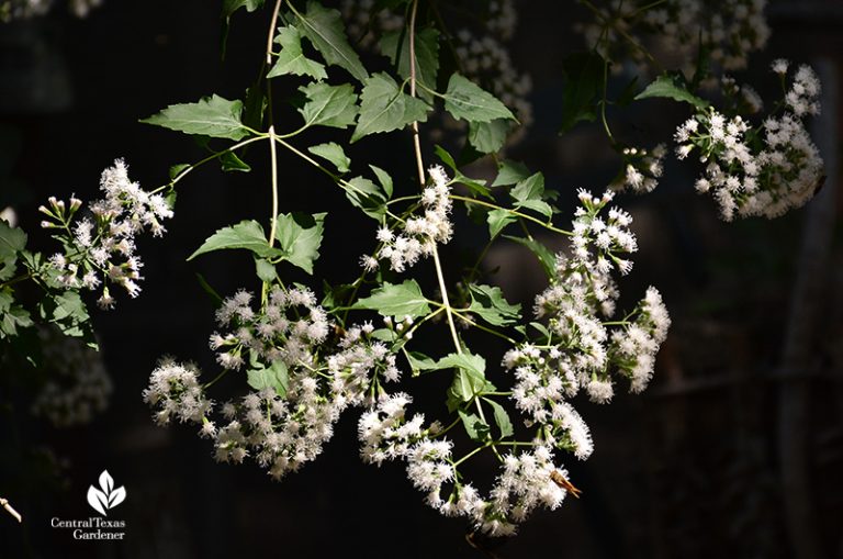White Mistflower | Central Texas Gardener