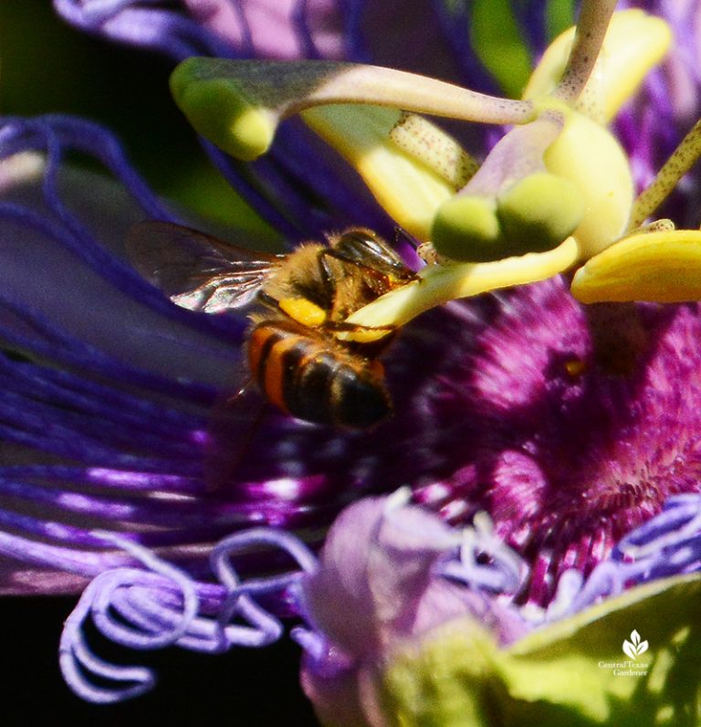 Planting Pollinator Diversity | Central Texas Gardener