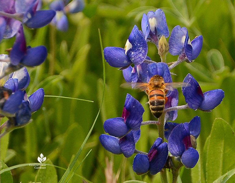 Planting Pollinator Diversity | Central Texas Gardener