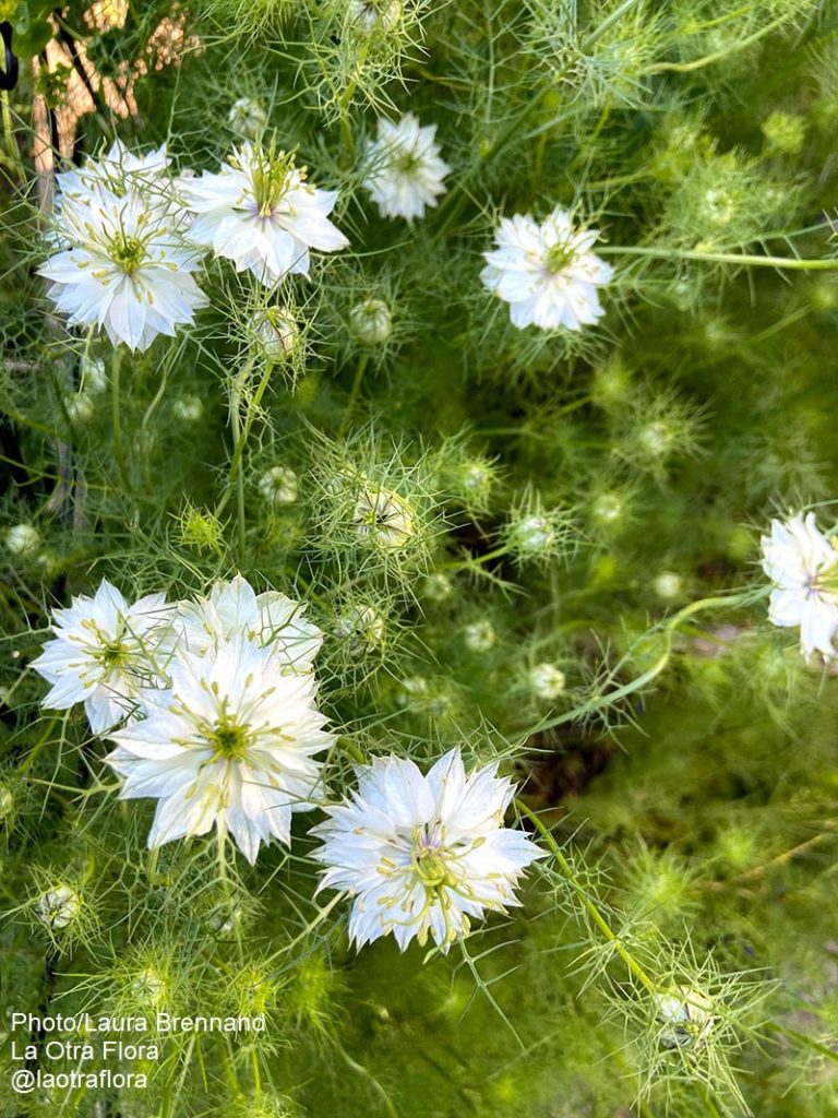 Fall Seeds Bring Spring Flowers! | Central Texas Gardener