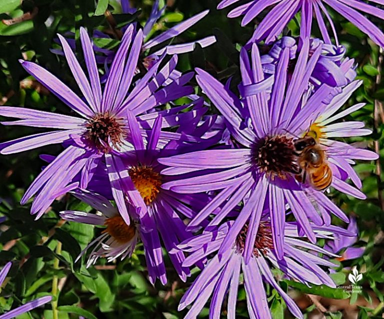 Fall Seeds Bring Spring Flowers! | Central Texas Gardener
