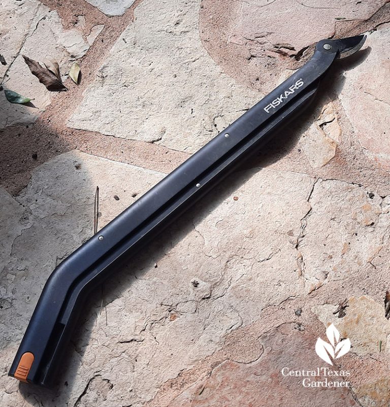 Winter Pruning: When and How | Central Texas Gardener